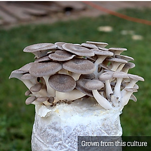 Mushroom Liquid Culture - Black Pearl King (Pleurotus eryngii/ostreatus)