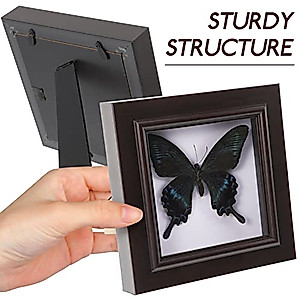 Housoutil Butterfly Specimens in Shadow Box Blue Morpho Butterfly Framed and Mounted in Black Display for Wall Shelf or Table Display