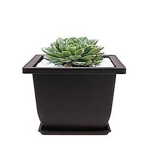 6PCS/Pack Retro Style Deep Square Small Bonsai Training Pots with Tray, Mini Plastic Mocha Garden Flower Pot 5"