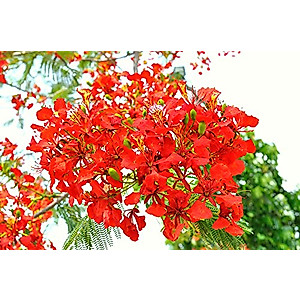 25 Seeds Delonix regia - Royal Poinciana Flamboyant Flame Tree