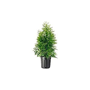 Green Giant Arborvitae | 3 Large 3 Gallon Trees | Thuja Plicata | Live Evergreen Privacy Screening Plants