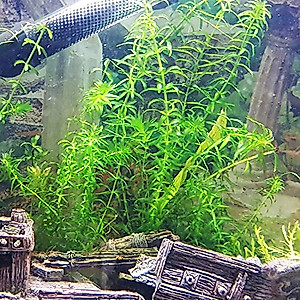 Planterest - Anacharis | Elodea Densa Imported from Grower Live Aquarium Plant Stems Decorations BUY2GET1FREE