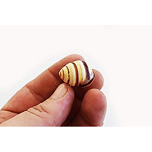 Set of 35 Hermit Crab Shells Assorted Changing Seashells Small 1/2"-2" Size (Opening Size 1/4" - 1") Mega Pack