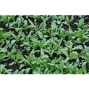 Shungiku Seeds - Edible Chrysanthemum - Green - Liliana's Garden