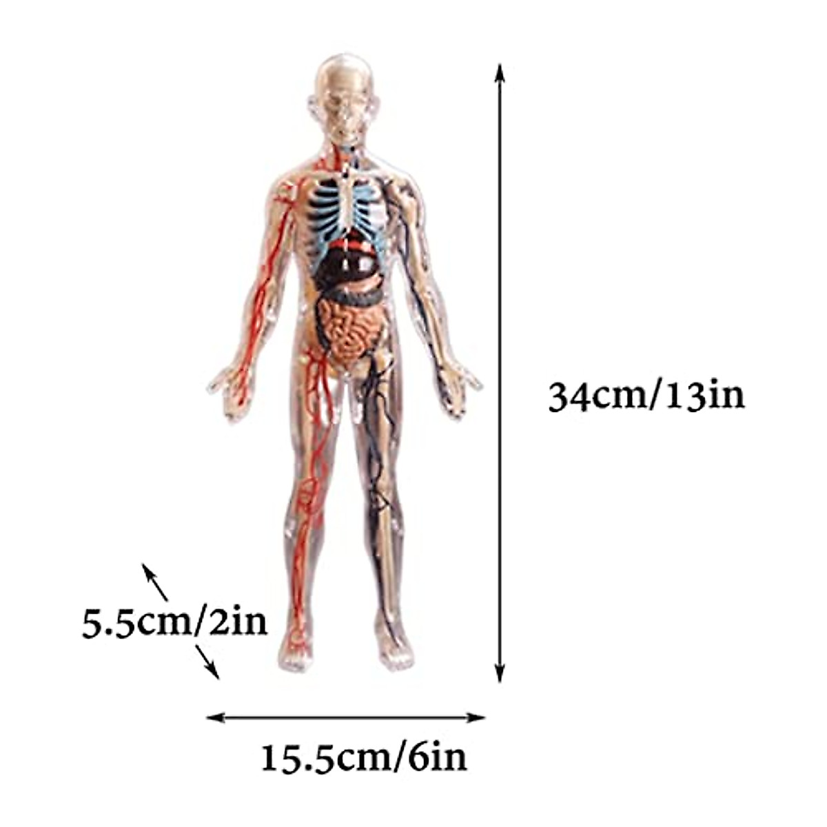 LIOONS Human Anatomy Model Human Body Model Human Organ Model Detachable Human Internal Organs Anatomy Model Biology Teaching Color Teaching Model Realistic
