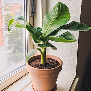 Dwarf Cavendish Banana Seeds Dwarf Musa Acuminata Tropical Specimen Fast Growing Container Indoor Outdoor 10Pcs Fruit Tree Seeds by YEGAOL Garden