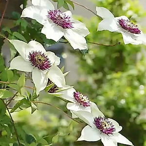 YEGAOL Garden 50Pcs White Purple Clematis Seeds Climbers Perennial Flower Seeds GMO Free Attract Butterflies & Hummingbirds Garden Courtyard Cottage Potted