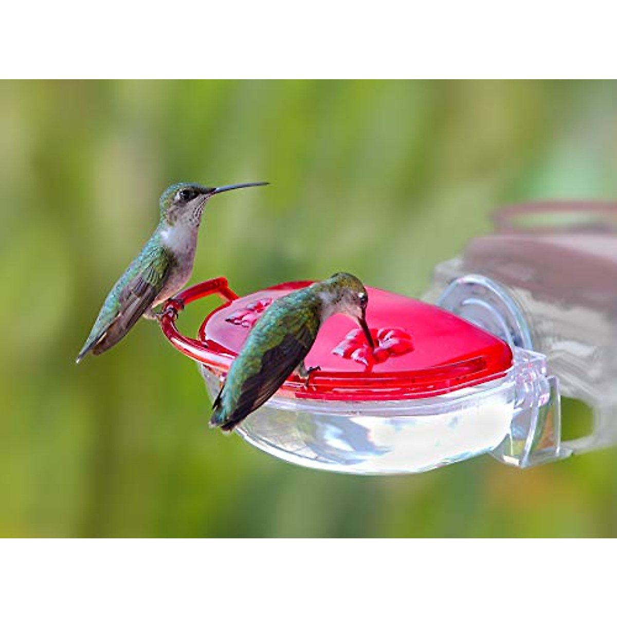 Aspects ASPECTS437 The Gem Window Hummingbird Feeder