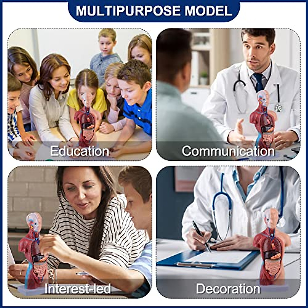 Ultrassist Human Torso Model Includes Digital Manual, Human Body Model for Kids, Human Anatomy Model for Science Education