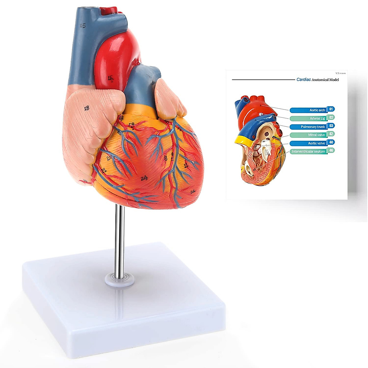 RONTEN Human Heart Model, Heart Model, 2-Part Life Size Anatomically Accurate Numbered Heart Medical Model, Held Together with Magnets on Base