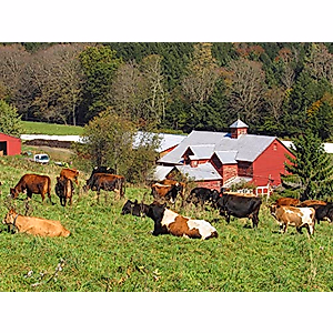 Maple Hill Creamery Organic Cream on Top Yogurt - USDA Organic Whole Milk Yogurt – Unsweetened No Sugar Added– 100% Certified Grass-Fed Yogurt, Plain, 32 oz