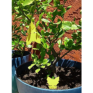 21C 21 Century Solutions Yellow Dual Sticky Fly Traps 10-Pack for Gnat Whiteflies Fungus Gnats Flying Insects - Houseplant Disposable Glue Trappers Save a Garden Butterfly Shape