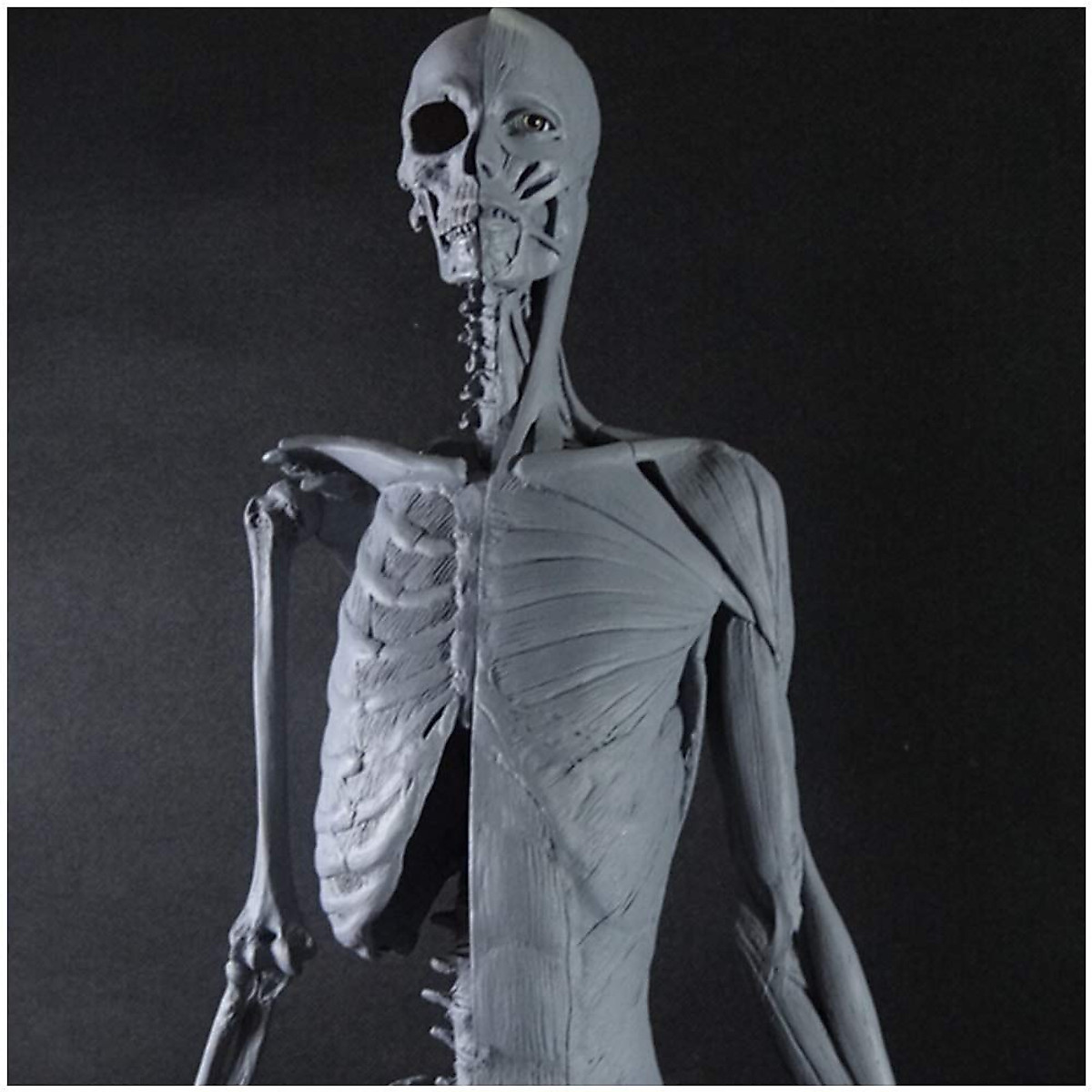 Male&Female Human Anatomy Figure Anatomical Skull Head Body Muscle Bone and Skin Model Lab Supplies, Anatomical Reference for Artists,60cm