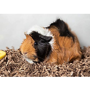 ECO BEDDING FiberCore Box, Brown, 10 lb