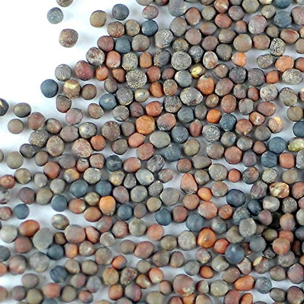 Organic Broccoli Sprouting Seeds By Handy Pantry | 1 Pound Resealable Bag| | Non-GMO Broccoli Sprouts Seeds, Contain Sulforaphane