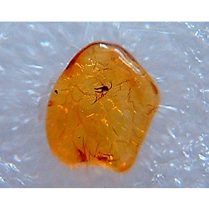 Genuine Baltic Amber Stone with Fossils Insects Inclusions in Magnifying Box 4 pcs