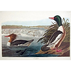 Goosander. From"The Birds of America" (Amsterdam Edition)