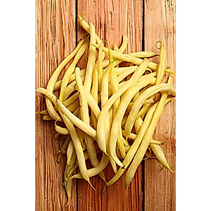 TomorrowSeeds - Kentucky Wonder Yellow Wax Bean Seeds - 30+ Count Packet - (Pole) NonGMO Stringless Butter Beans Garden Vegetable Seed