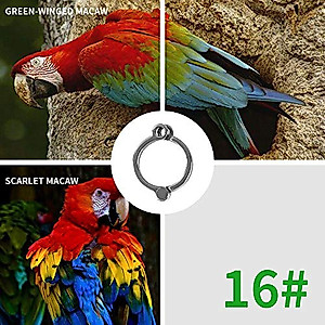 Bird Foot Rings AISI 316L Stainless Steel Bird Harness Outdoor Parrots Leg Ring Outdoor Fly Training Activity Opening Clip Accessories for Parrots(15.5mm)