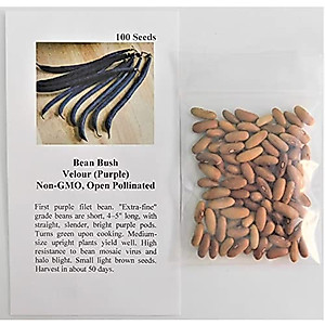 David's Garden Seeds Bean Bush Velour (Purple) 100 Non-GMO, Open Pollinated Seeds