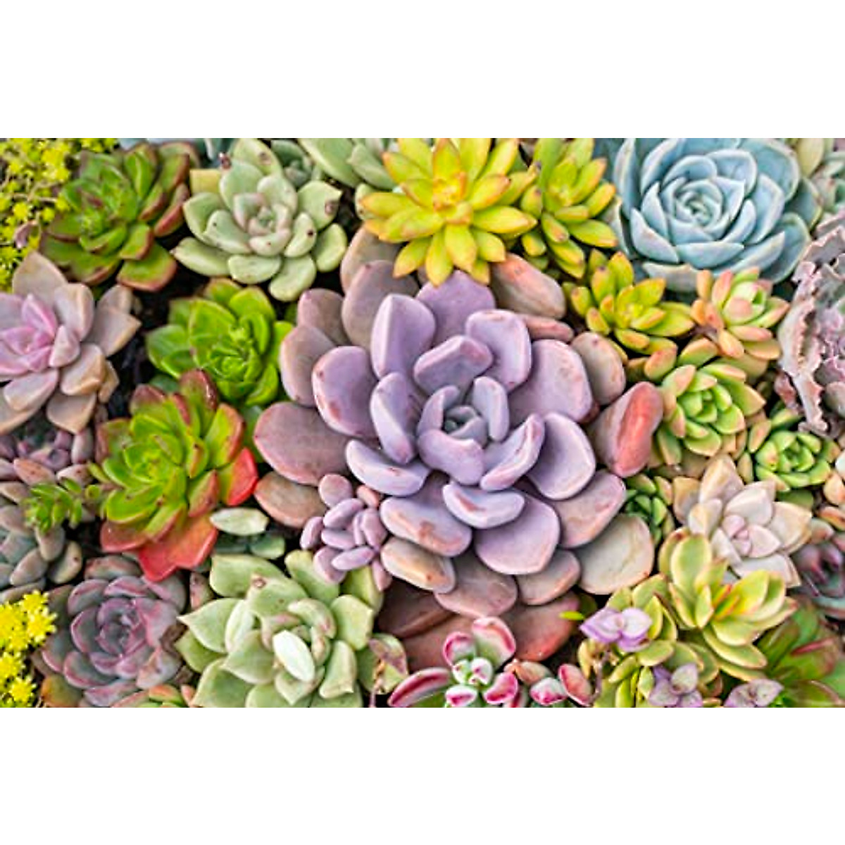 Altman Plants, Live Succulents Plants Live Houseplants (5PK), Succulent Plants Live Indoor Plants, Live Plants Indoor Live House Plants, Succulent Plant Kit, Live Cactus Plants Live in Succulent Soil