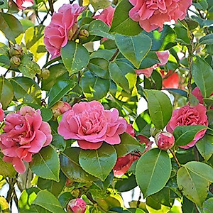 3 Giant Blooming Mixed Begonia Flower Bulbs - Easy to Grow, Colorful Variety Mix of Pink, Yellow, White, Red and Orange Blooms - Touch of ECO