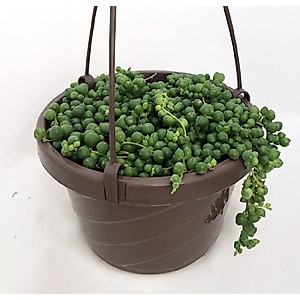 Hirt's Gardens String of Pearls - 6" Hanging Basket - Senecio - Easy to Grow