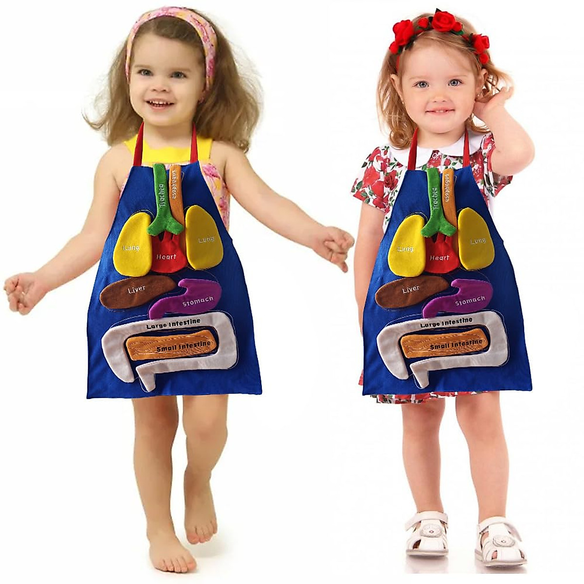 PRIMUZ 3D Organ Apron For Home Preschool Teaching Aid,Human Body Removabl Organs Apron ，Vital Organ Apron That Helps Children Understand The Internal Structure Of The Bod