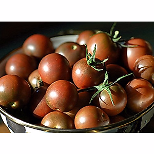 30+ Black Cherry Tomato Seeds, Heirloom Non-GMO, Low Acid, Indeterminate, Open-Pollinated, Sweet, Productive, from USA