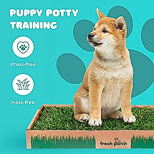Fresh Patch Standard - Real Grass Pee and Potty Training Pad for Dogs Under 15 Pounds - Indoor and Outdoor Use - 16 Inches x 24 Inches