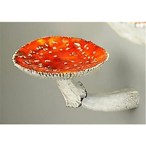 Unlicreat Cute Mushroom Wall Decor Floating Shelf, Floating Shelves Mushroom Hanging Shel Mounted, Creative Art Rack for Living Room Kitchen Bathroom (XL, 3 pcs Sets)