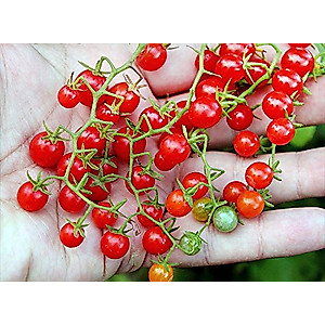 20+ Worlds Smallest Spoon Currant Tomato Seeds, Early, Heirloom Non-GMO, Rare, Early, Vigorous, Sweet, Indeterminate, Open-Pollinated, Delicious, from USA
