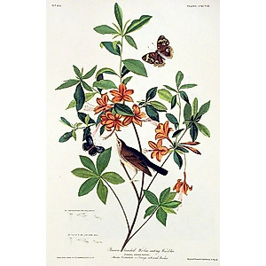 Brown headed Worm Eating Warbler. From"The Birds of America" (Amsterdam Edition)