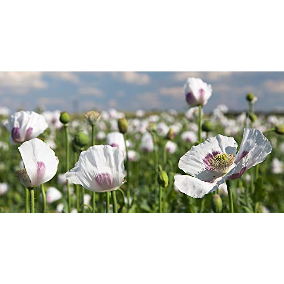 Earthcare Seeds Giant Poppy 250 Seeds (Papaver Somniferum Giganteum) Non GMO - Heirloom