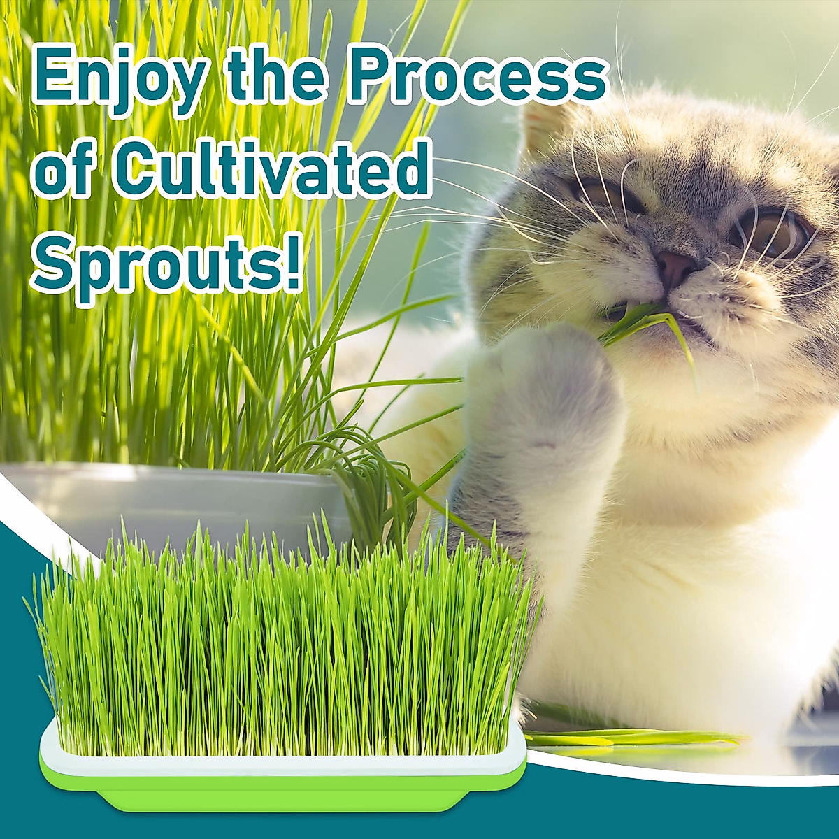 Legigo 10 Pack Green Seed Sprouter Trays- Soil-Free Cultivation Germination Tray, BPA Free Nursery Tray with Planting Paper for Indoors or Outdoors Sprouting Seeds, Grow Grass, Beans (Without Lids)