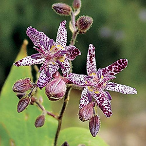 QAUZUY GARDEN Japanese Toad Lily 20 Seeds/Seed -Tricyrtis Shade Perennial Deer Resistant Eye-catching Flower for Home Bonsai Garden Decor Easy to Grow