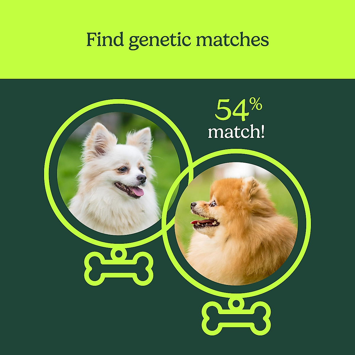 AncestryDNA Know Your Pet DNA: Dog DNA Breed Identification Test, Genetic Traits, DNA Matches, Dog DNA Test, Dog Breed DNA kit, Easy-to-Use Pet DNA Test