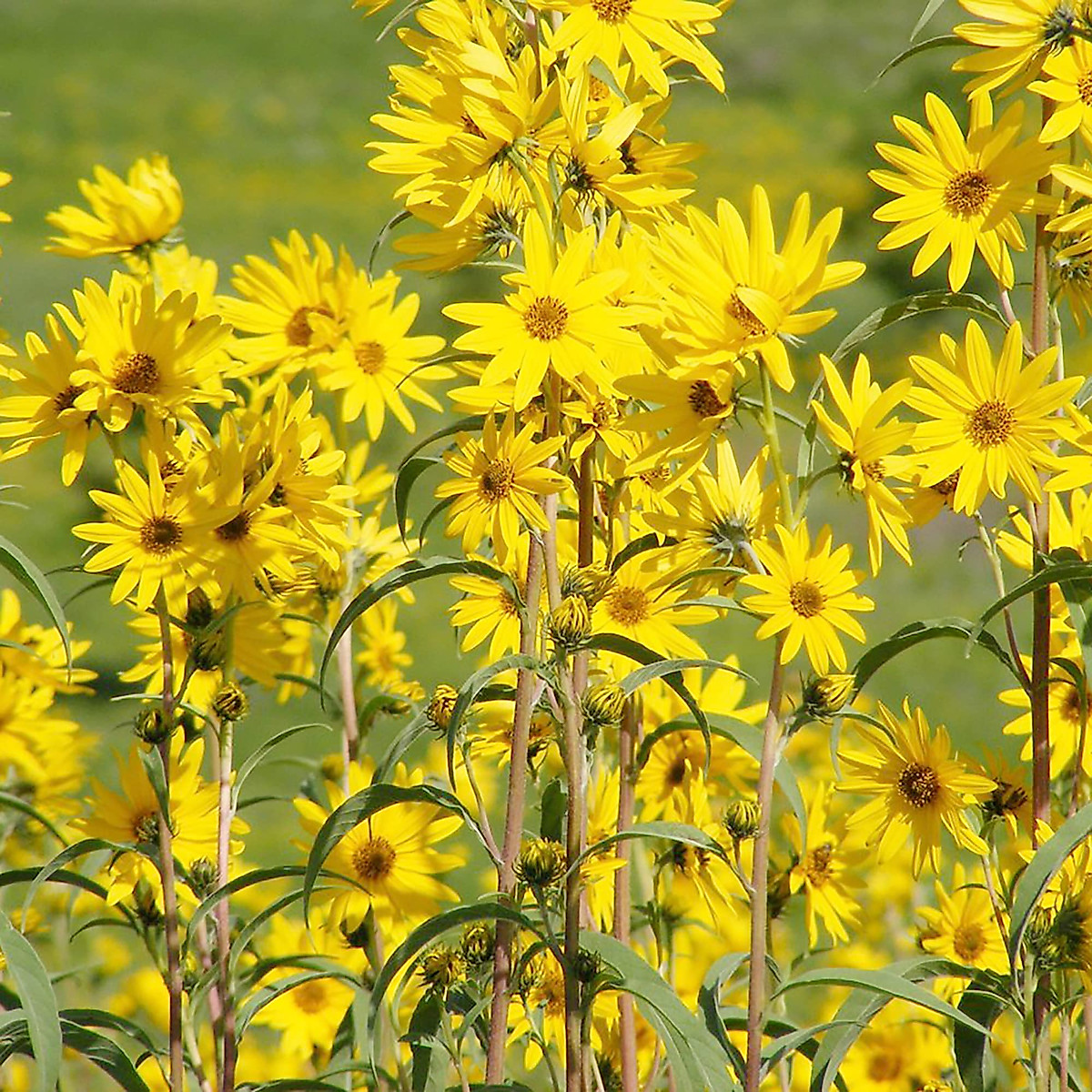 Maximilian Sunflower Seeds Helianthus Maximiliani Perennial Cut Flower Showy Attract Birds & Butterflies Drought Tolerant Bed Border Outdoor 250Pcs Flower Seeds by YEGAOL Garden