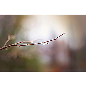 Raindrop on Branch, Limited Edition 1 Photo 1 of 4