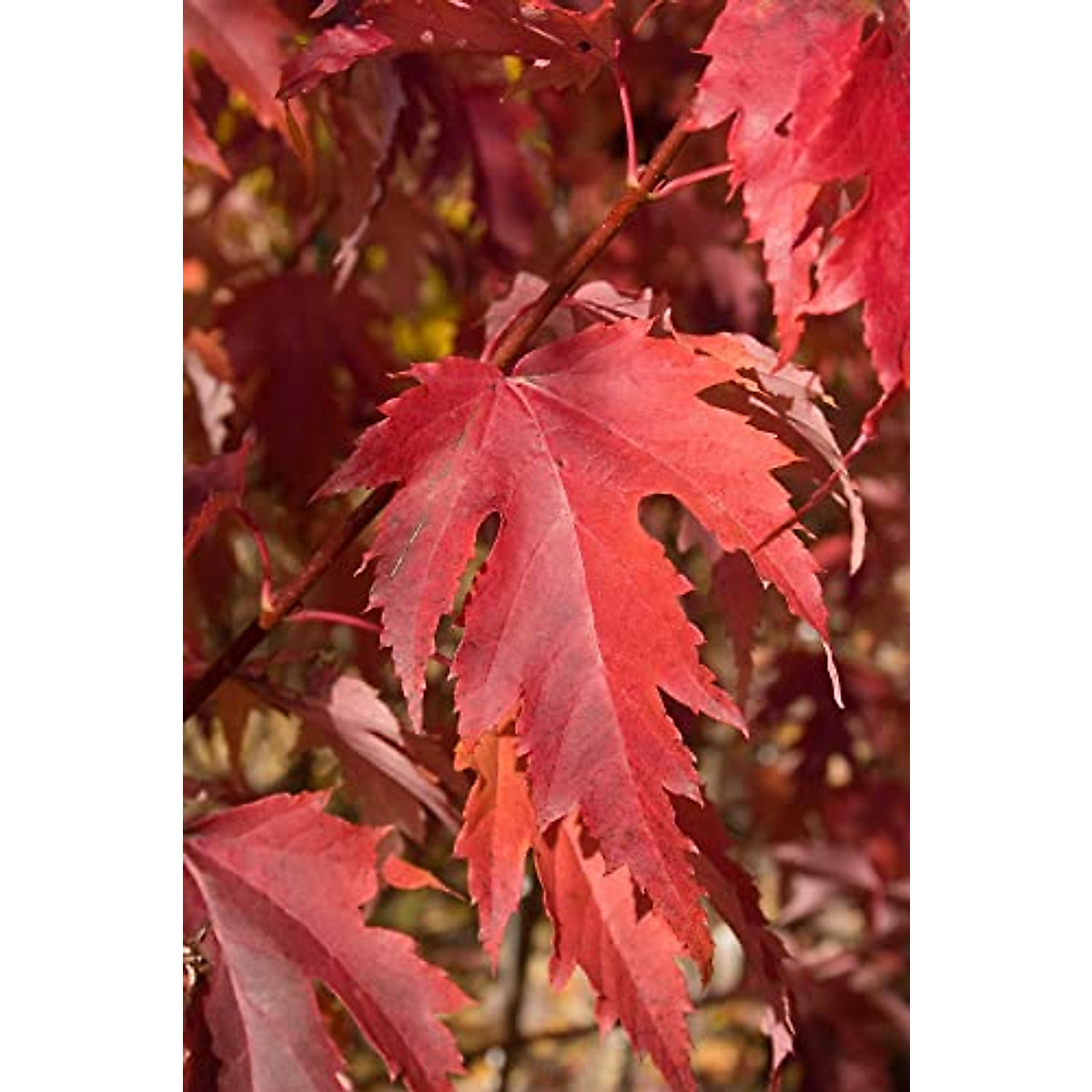 TriStar Plants - Flame Amur Maple Tree Potted 1 Gallon, 5'Ft Tall - Acer ginnala, Healthy Established Roots, Fast Growing Trees, Fall Color, Shade Tree