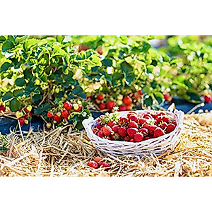 Organic Garden Straw (10lb) | Blue Mountain Hay | Straw Mulch for Raised Bed Gardens, Yard Landscaping, New Lawn Grass Seed Plantings, Tomato & Vegetable Compost & Fertilizer | Covers up to 150 sq ft