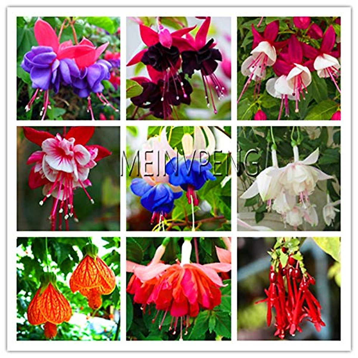 Dichondra Fresh 100 pcs Fuchsia Flower Seeds for Planting Blue