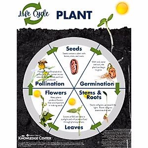 Perennial Sunflower Seeds for Planting - Plant & Grow Maximilian Sun Flowers in Your Home Outdoor Garden - 500 Non GMO Heirloom Seeds - Full Planting Packet with Instructions for Easy Grow, 1 Packet