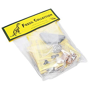 EISCO 12 Piece Deluxe Fossil Collection - Includes 12 Samples, Information Cards and a Geological Timescale - Great for Introductory Fossil Study