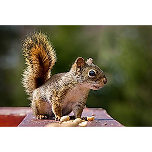 Wakefield Virginia Peanuts Bulk 45LB Bag Shelled Animal Peanuts for Squirrels, Birds, Deer, Pigs and a Wide Variety of Wildlife, Raw Peanuts/Bulk Nuts/Blue Jays/Cardinals/Woodpeckers