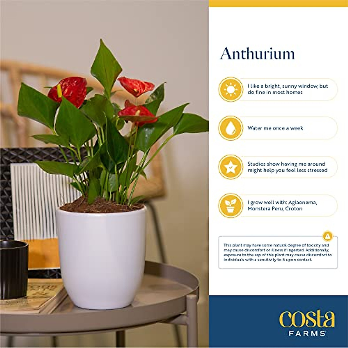 Costa Farms Anthurium Plant, Live Indoor Houseplant with Red Flowers, Easy Grow Flowering House Plant in Cute Décor Pot, Birthday, Housewarming, Get Well Soon, Home, Room, Office Décor, 12-Inches Tall