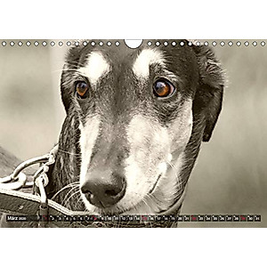 Windhunde eye-catcher (Wandkalender 2020 DIN A4 quer): Sepia-colorierte Fotos vom Galgo Español (Monatskalender, 14 Seiten )