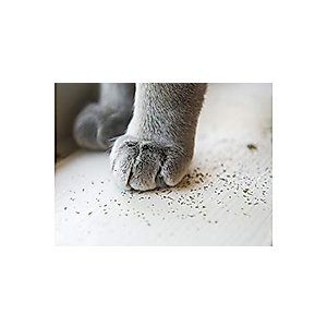 Meowijuana Whisker Tickler Catnip, Chamomile & Dandelion Blend for Cats, .917 oz., Medium