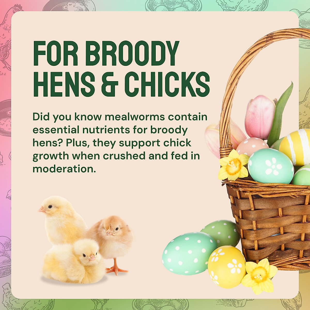 Hatortempt 5 lbs Non-GMO Dried Mealworms-High-Protein Mealworms for Wild Bird ,Chicken, Ducks,Fish,Reptile, Tortoise , Amphibian,Lizard