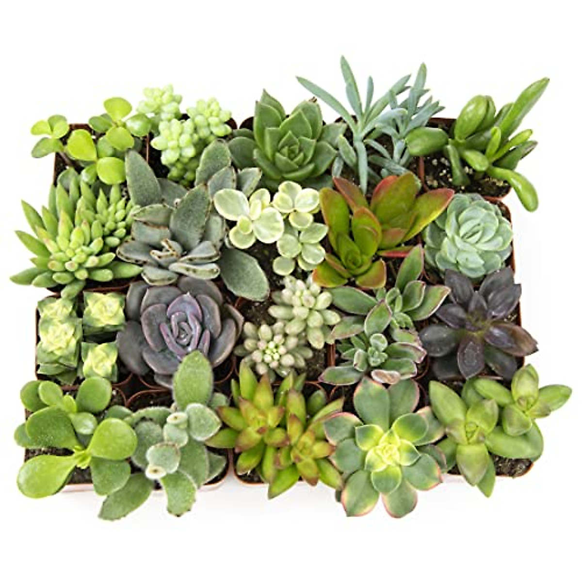 Altman Plants, Live Succulent Plants (20 Pack) Assorted Potted Succulents Plants Live House Plants in Cacti and Succulent Soil Mix, Cactus Plants Live Indoor Plants Live Houseplants in Planter Pots